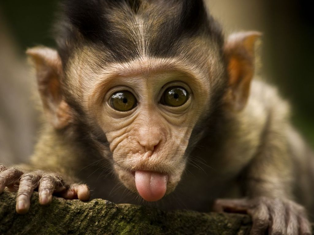 Macaco Wallpapers - Wallpaper Cave