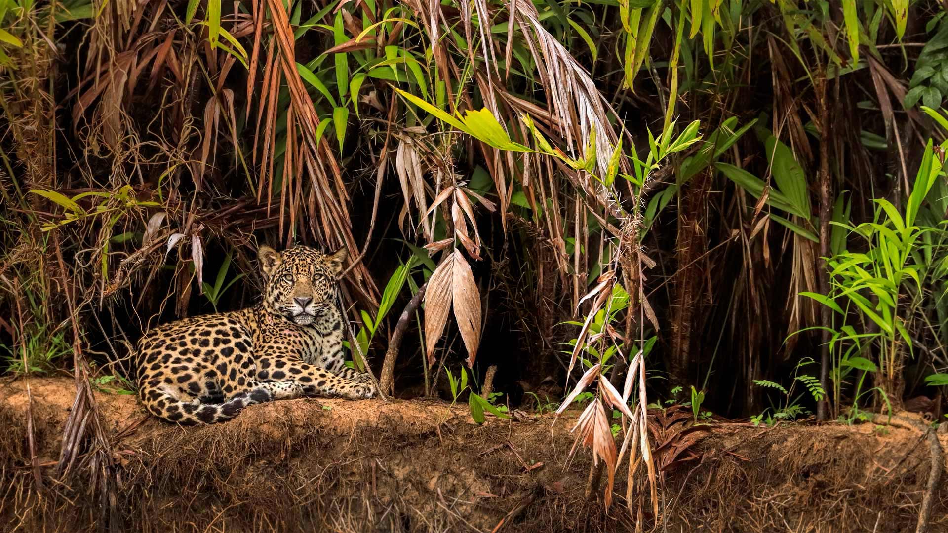 Pantanal Wallpapers - Wallpaper Cave Pantanal Wallpapers - Wallpaper Cave