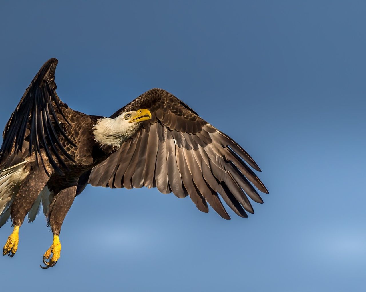 Eagle Wings Wallpapers - Wallpaper Cave