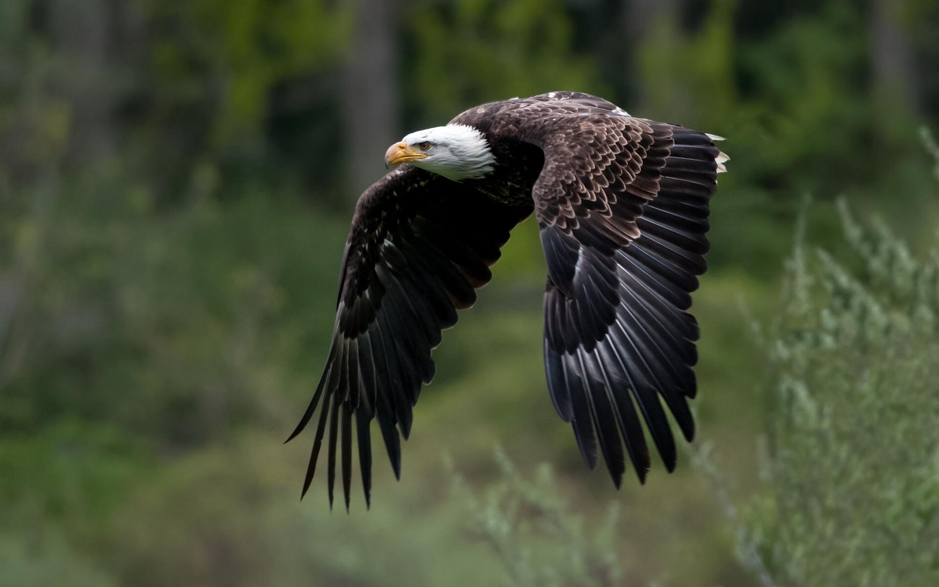 Eagle Wings Wallpapers - Wallpaper Cave