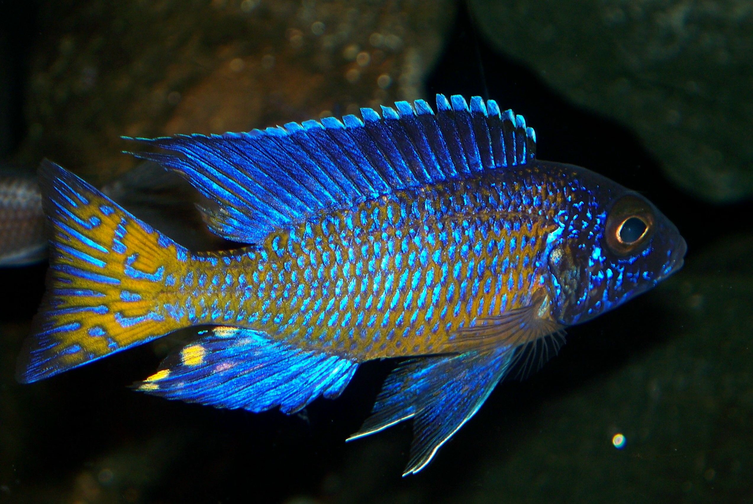 Cichlid Wallpapers - Wallpaper Cave