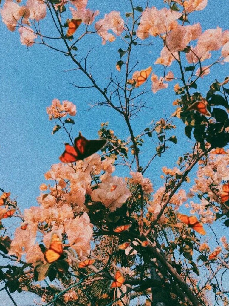 Spring Flower Aesthetic Wallpapers - Wallpaper Cave