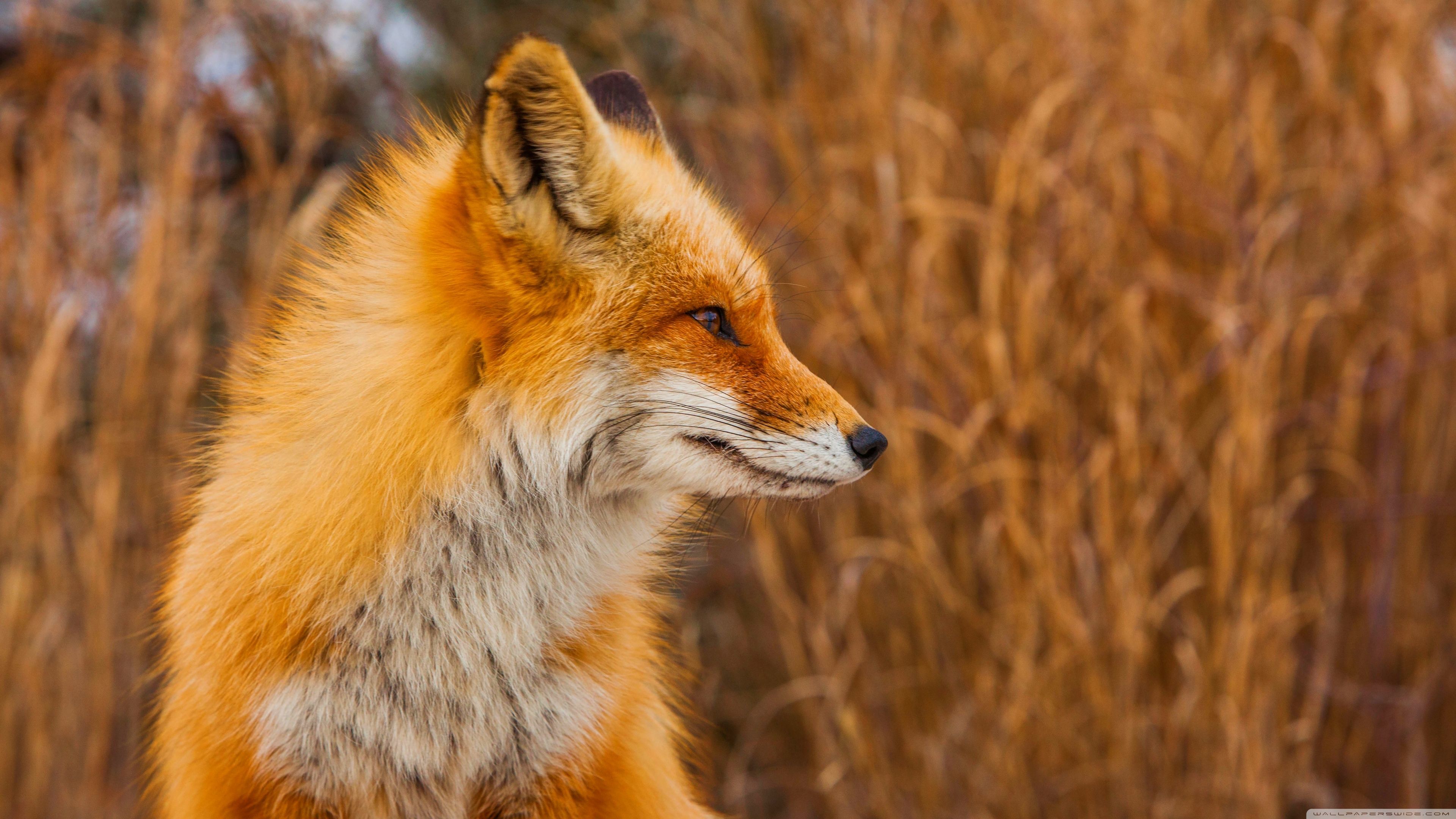 Fox 4k HD Wallpapers - Wallpaper Cave