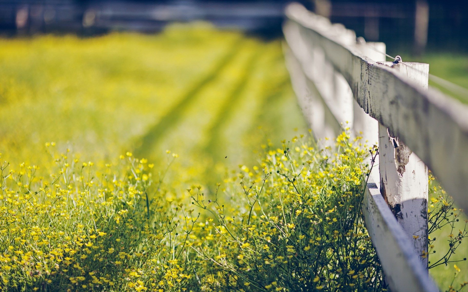 Summer Fence Wallpapers - Wallpaper Cave