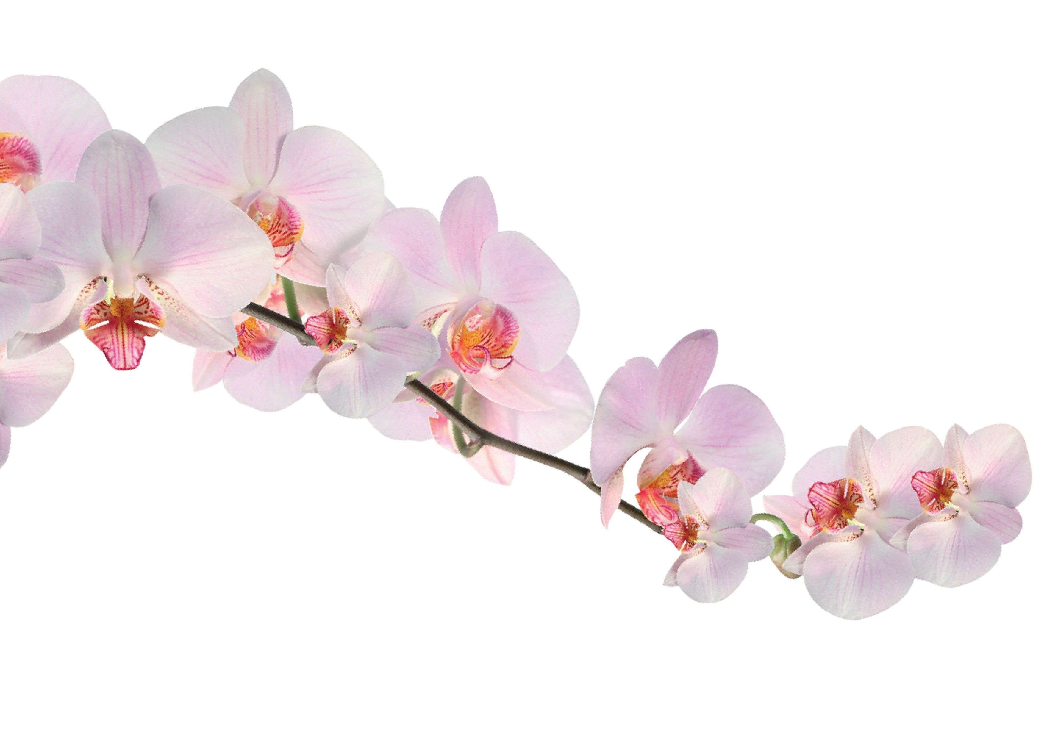 Orchid Wedding 4k Wallpapers - Wallpaper Cave