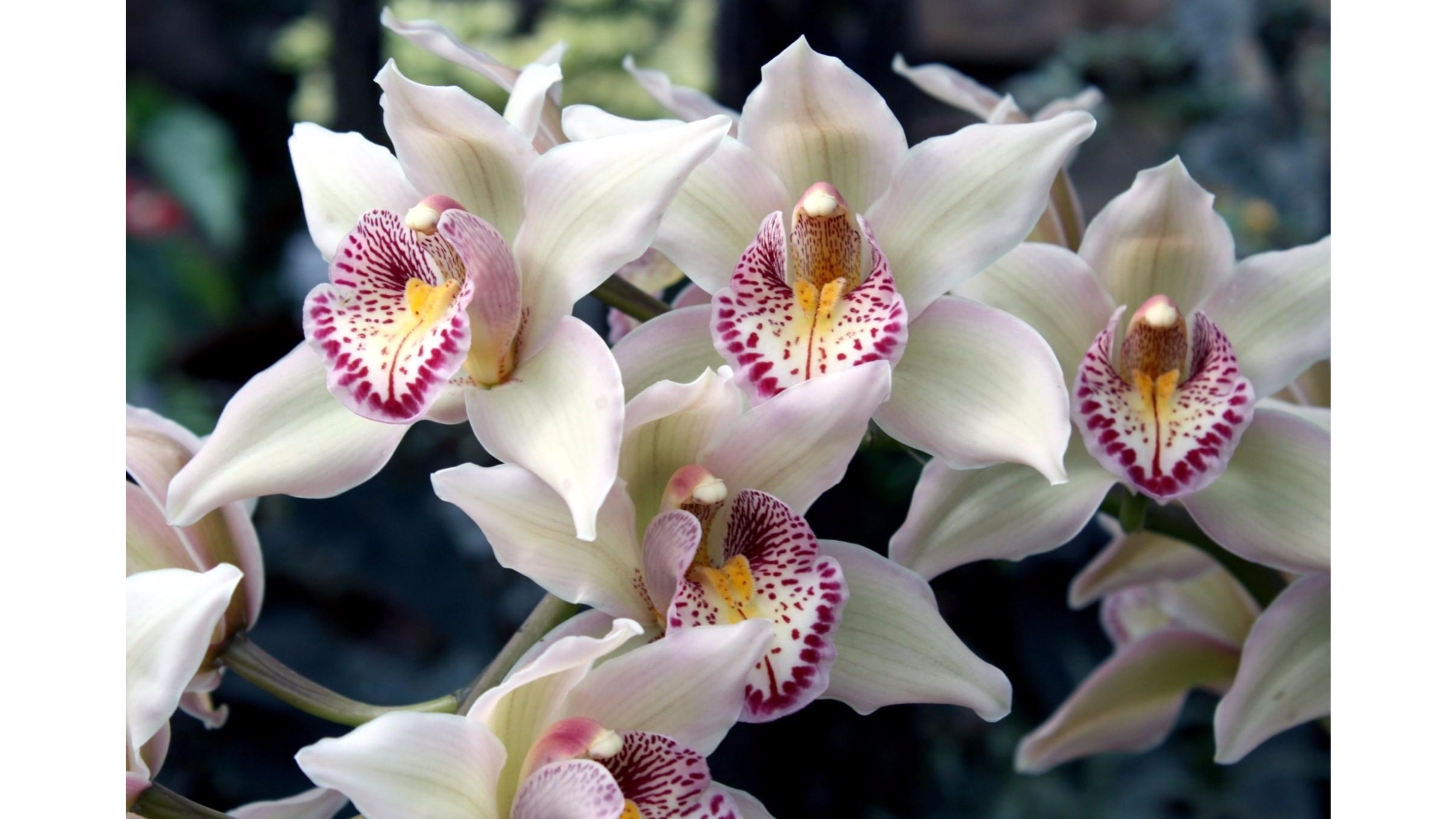 Orchid Wedding 4k Wallpapers - Wallpaper Cave