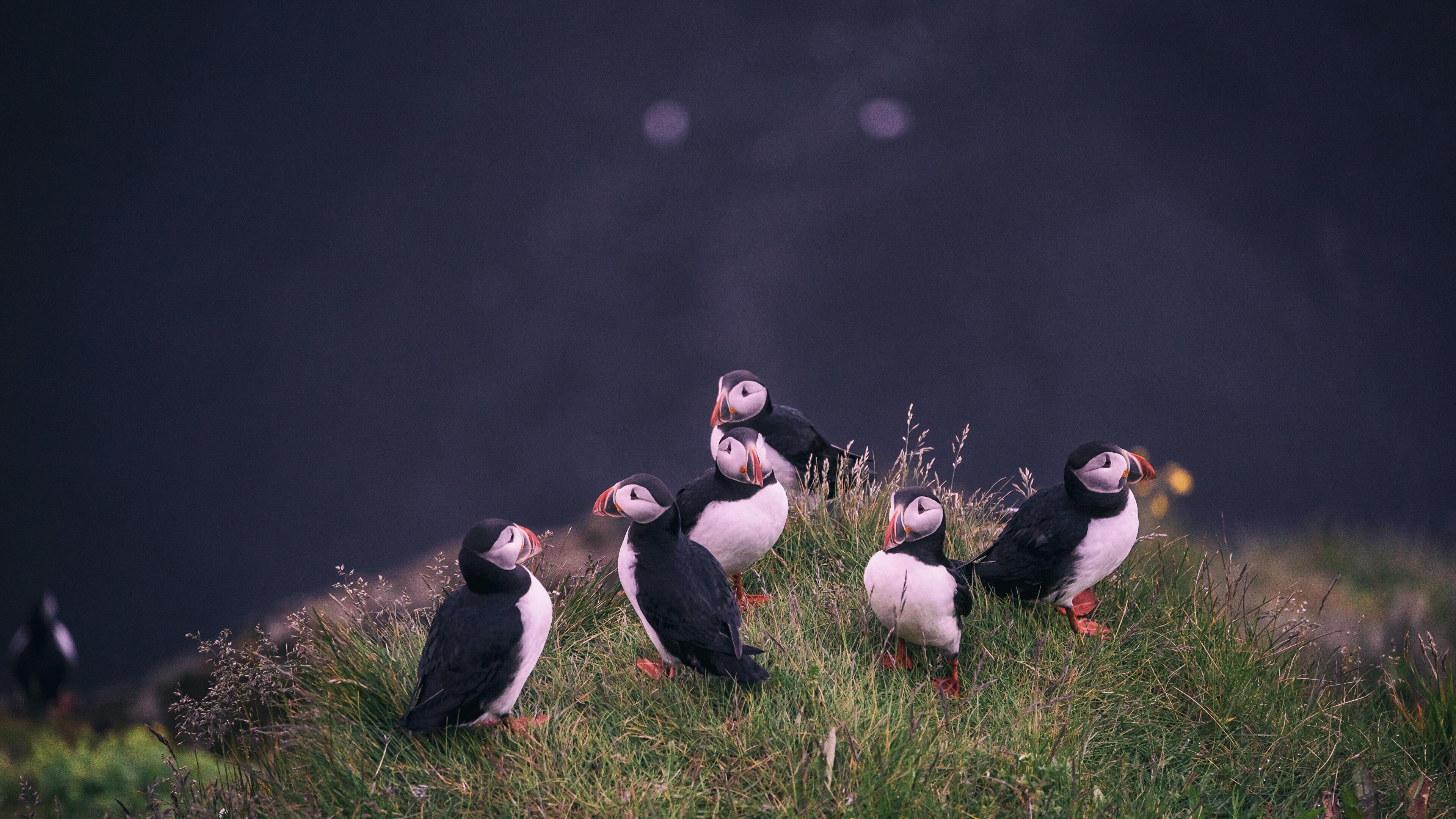 Group 4k Wallpapers - Wallpaper Cave