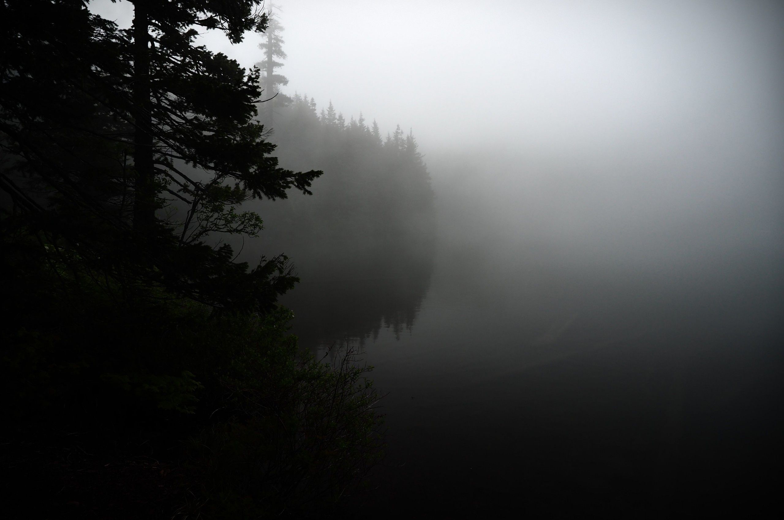 Fogy Forest Trees Wallpapers - Wallpaper Cave