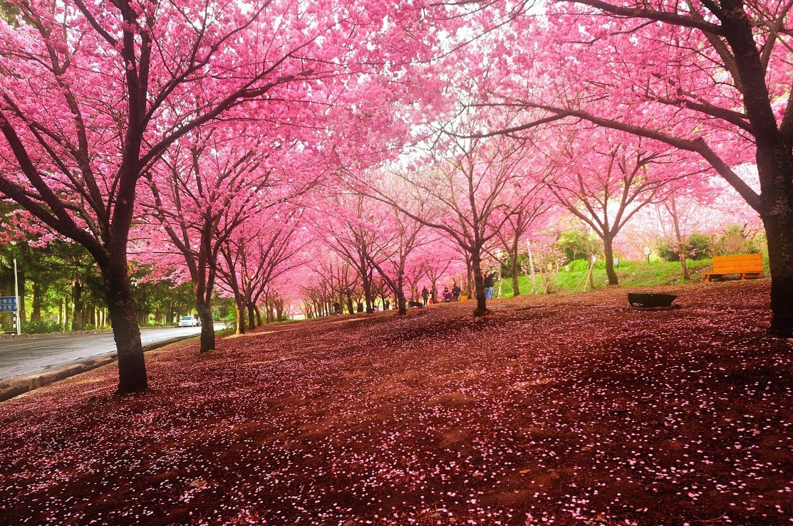Tokyo Spring Wallpapers - Wallpaper Cave