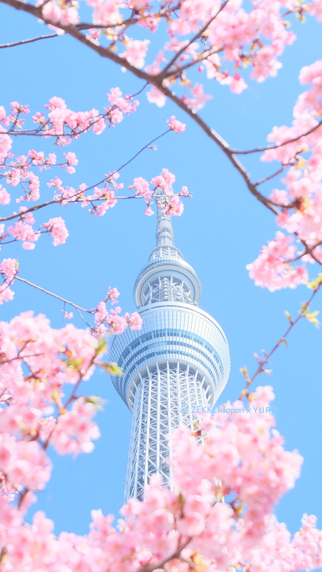 Tokyo Spring Wallpapers - Wallpaper Cave