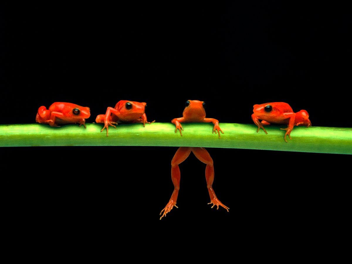 Green Frog Wallpapers - Wallpaper Cave