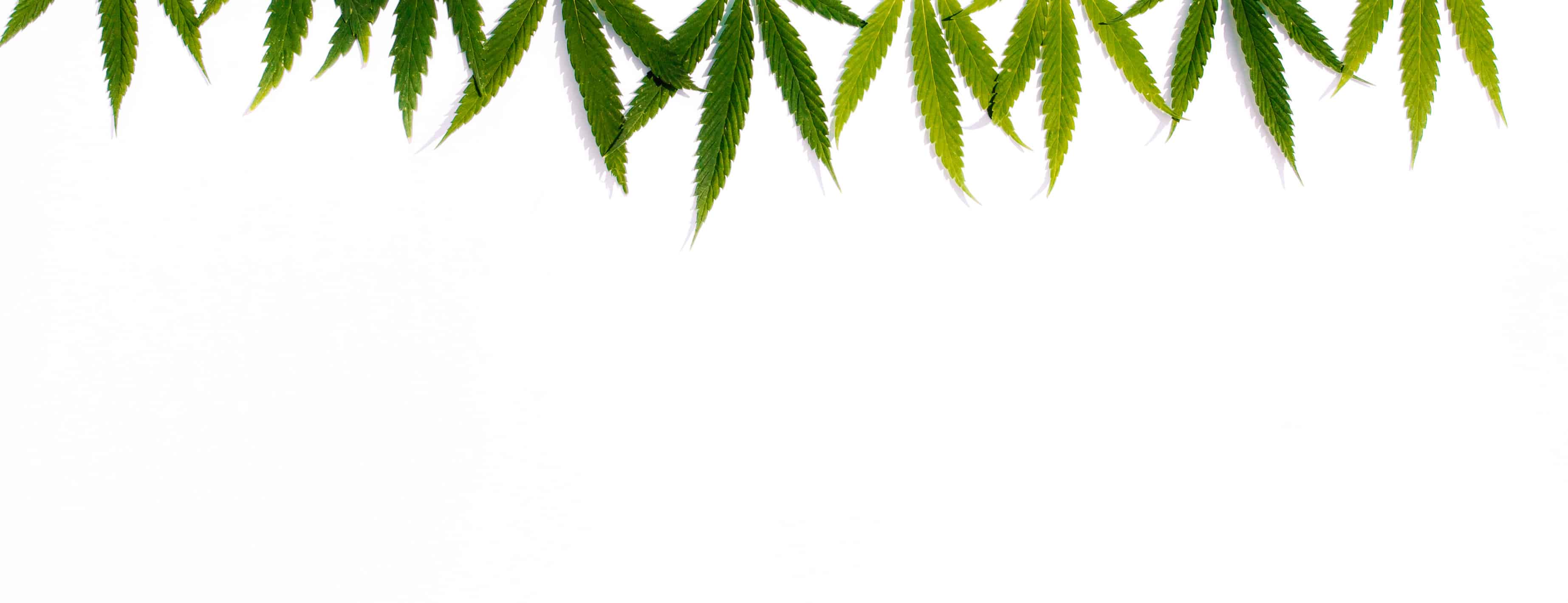 Ganja Leaf Wallpapers - Wallpaper Cave
