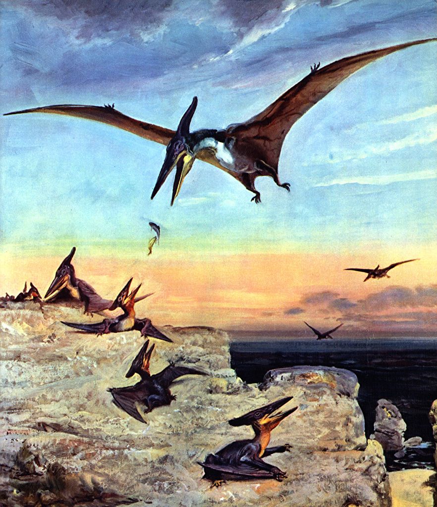 Pteranodon Wallpapers - Wallpaper Cave
