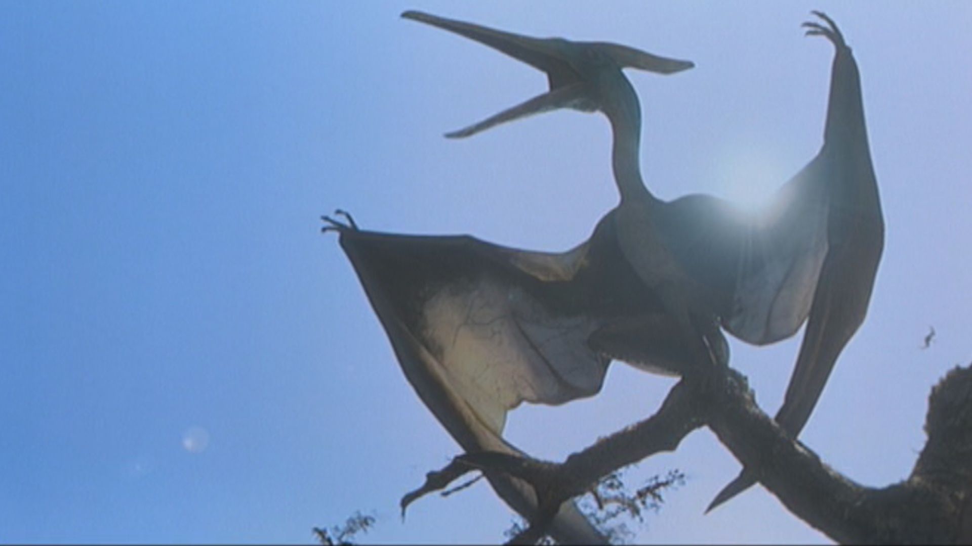 Pteranodon Wallpapers - Wallpaper Cave