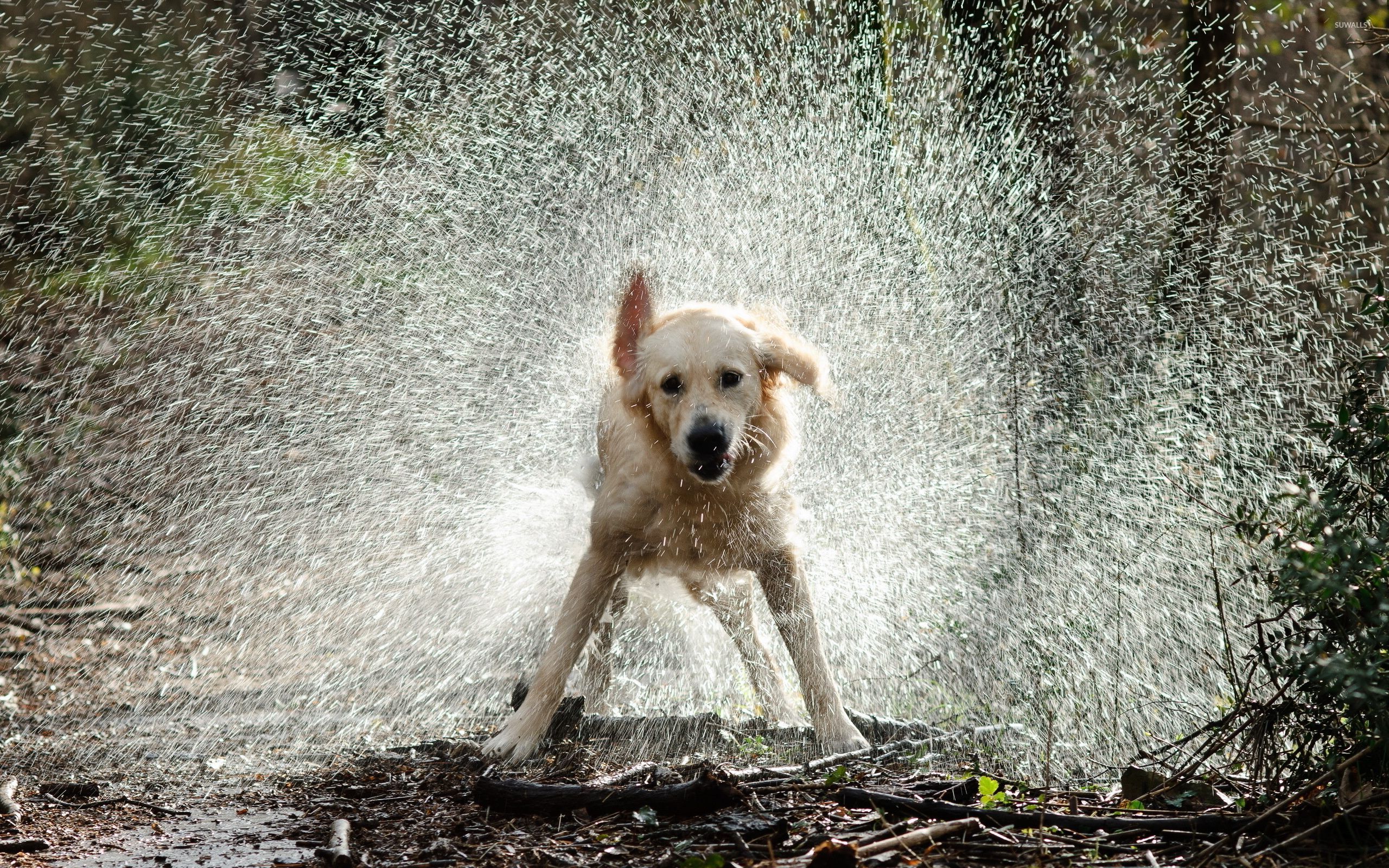 Shaky Wallpapers - Wallpaper Cave