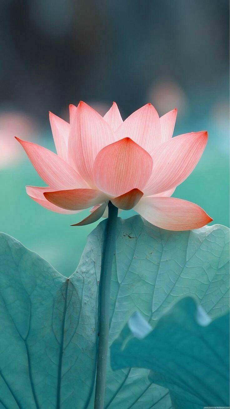 Lotus Mobile 4k Wallpapers - Wallpaper Cave