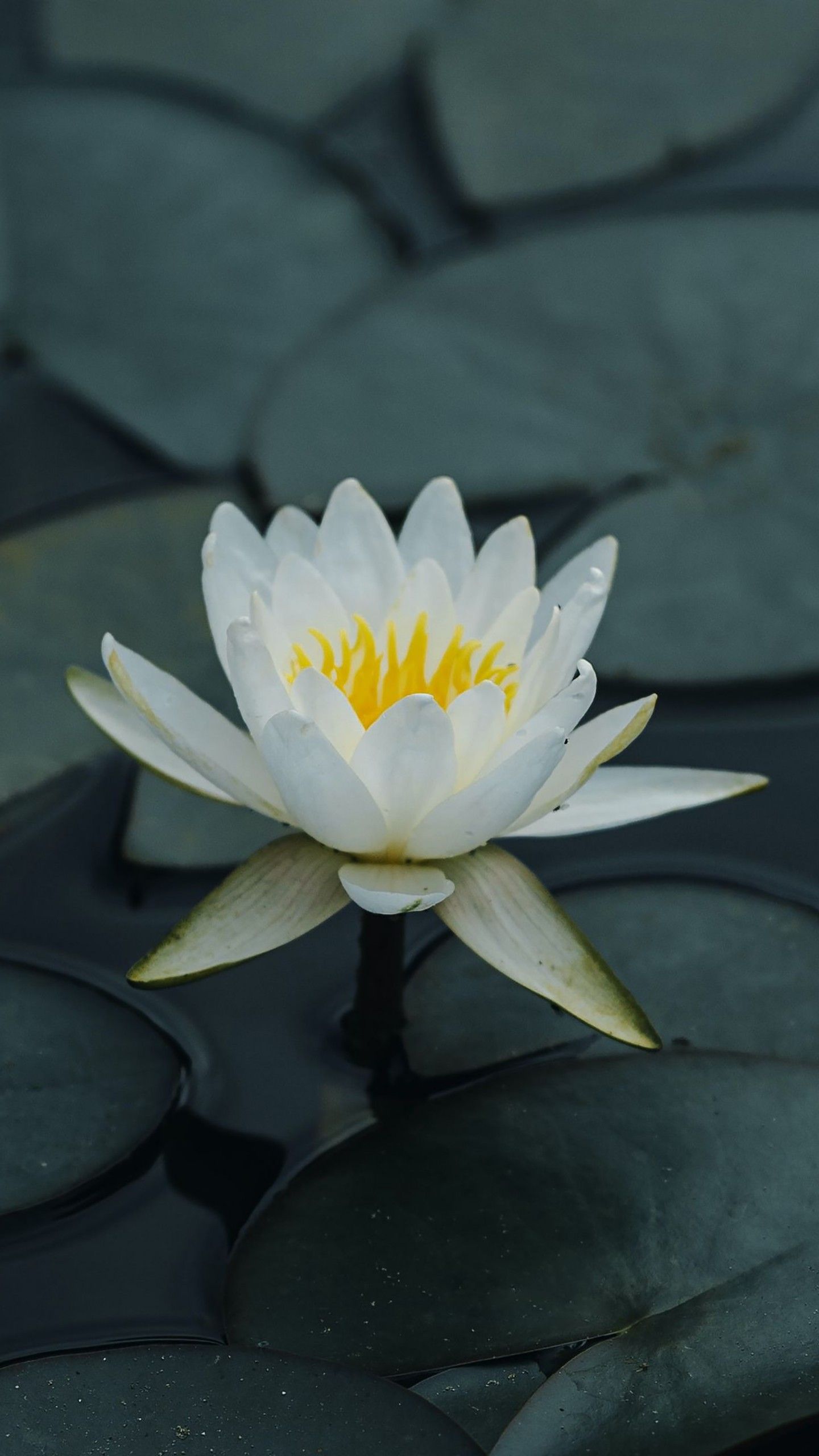Lotus Mobile 4k Wallpapers - Wallpaper Cave