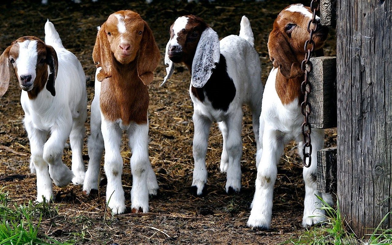 Cute Goats Wallpapers - Wallpaper Cave