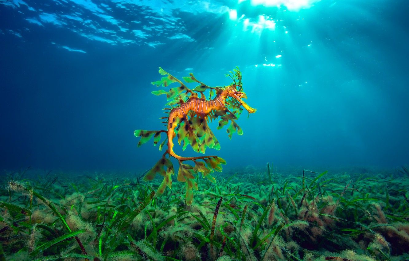 Hippocampus Wallpapers - Wallpaper Cave