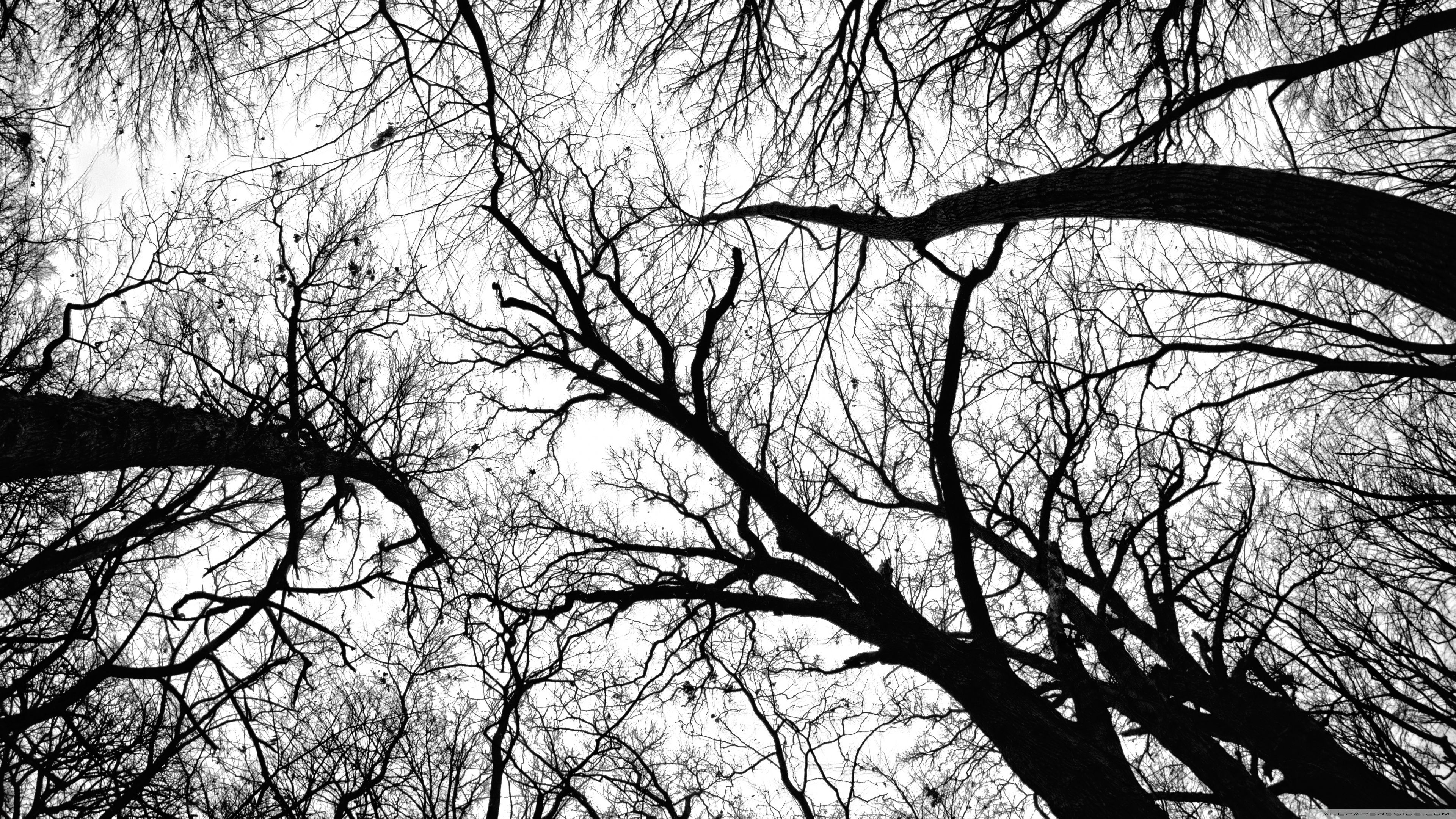 Black And White Tree Desktop Wallpaper Black And White Tree Desktop Wallpaper