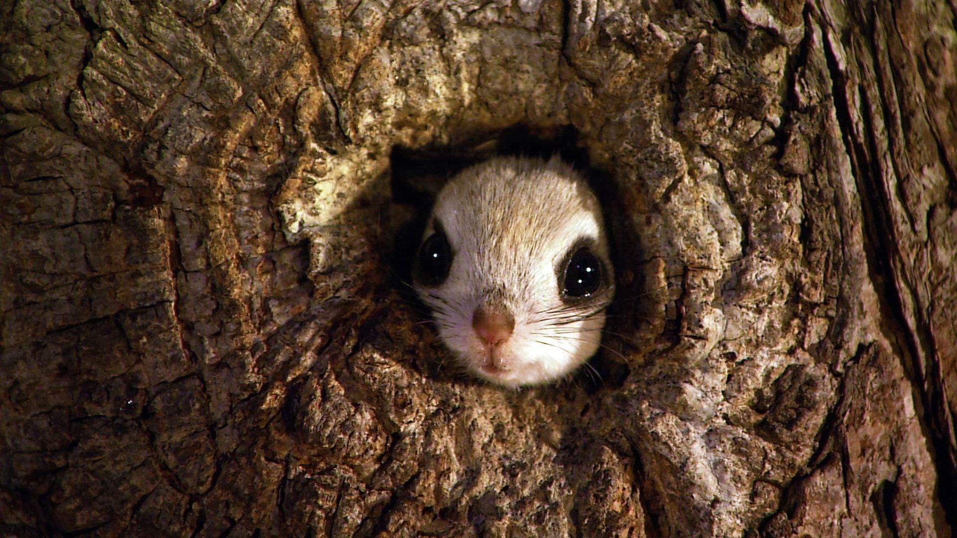 Japanese Squirrel Wallpapers - Wallpaper Cave
