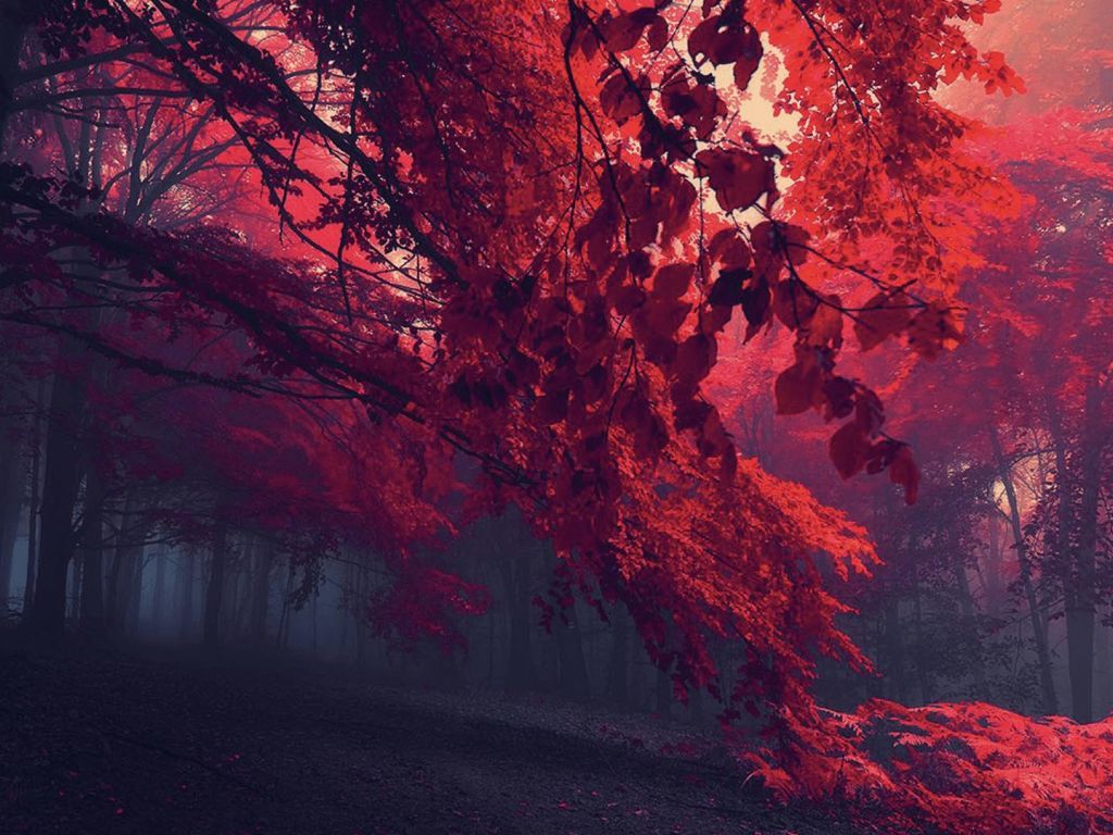 Cool Forest Wallpapers - Wallpaper Cave