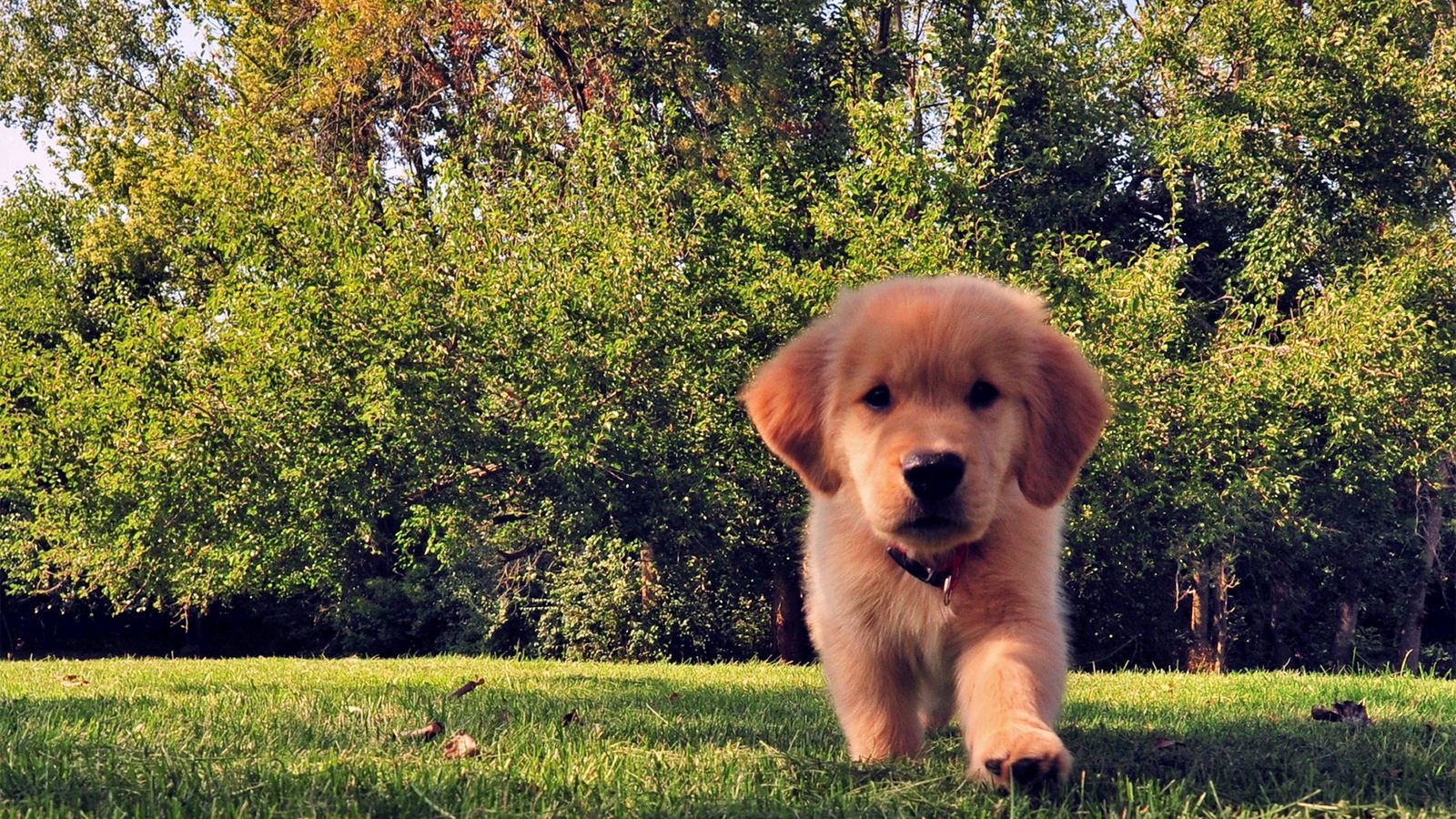 Cute Dogs Summer Wallpapers - Wallpaper Cave