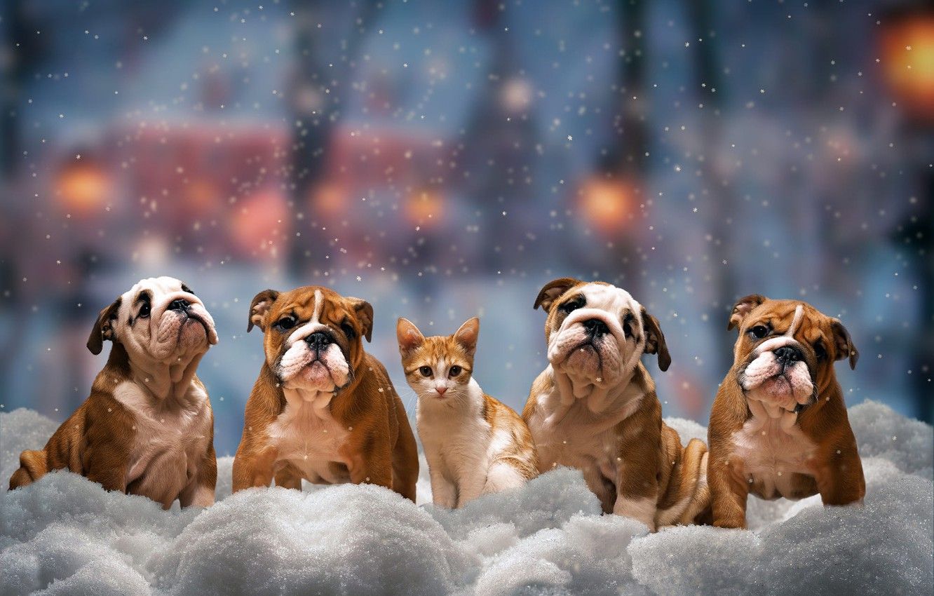 Dogs In Snow Wallpaper