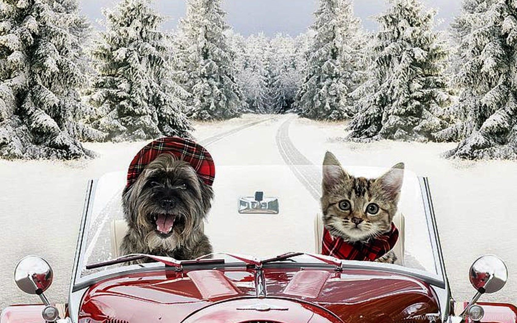 Cool Cats Winter Wallpapers - Wallpaper Cave