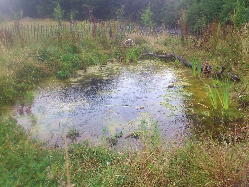 Naturecore Wallpapers - Wallpaper Cave