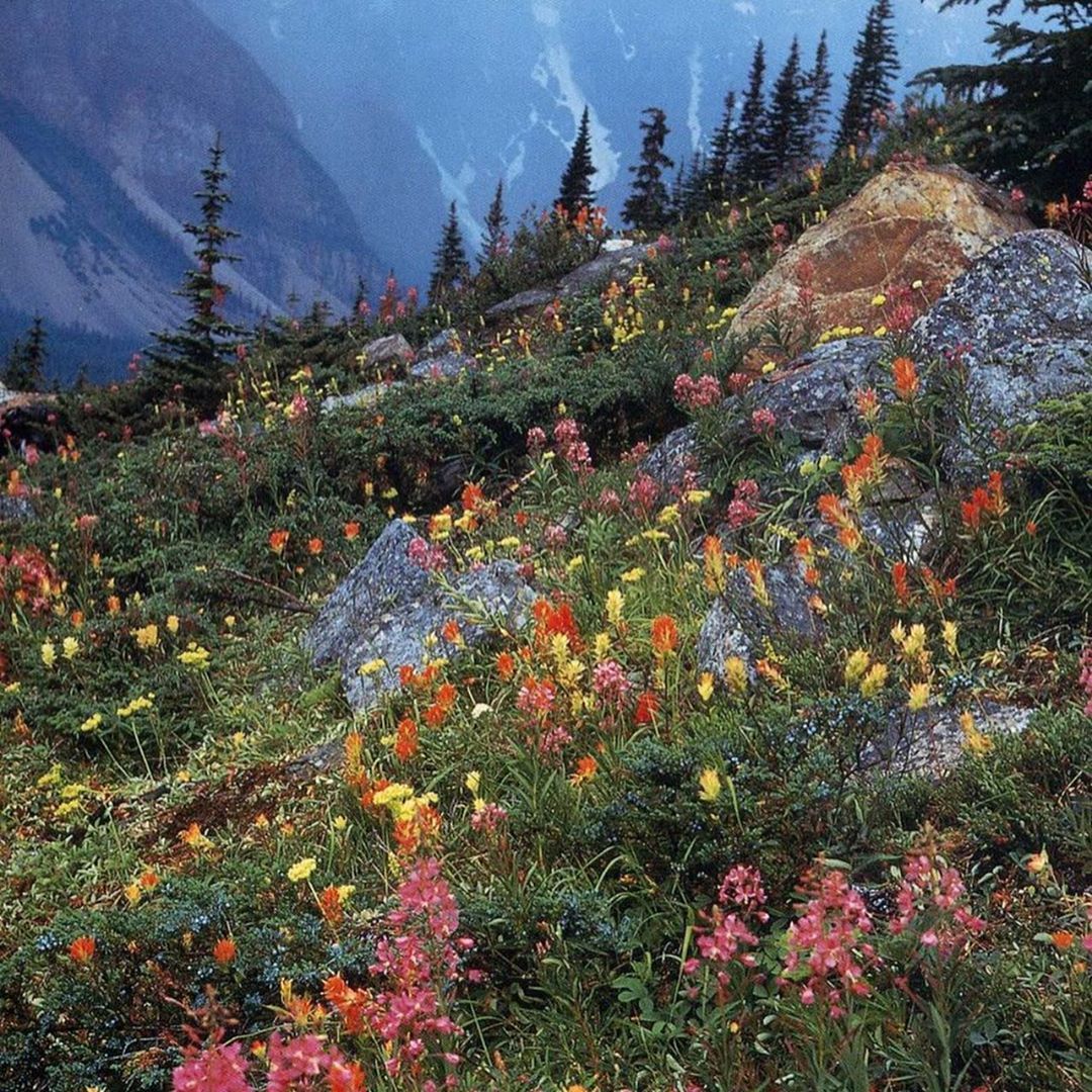 Naturecore Wallpapers - Wallpaper Cave