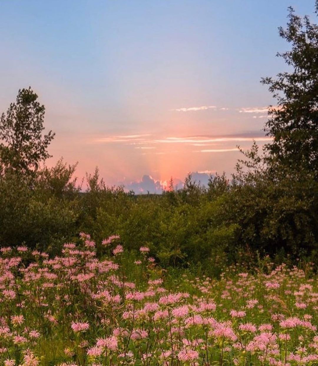 Naturecore Wallpapers - Wallpaper Cave