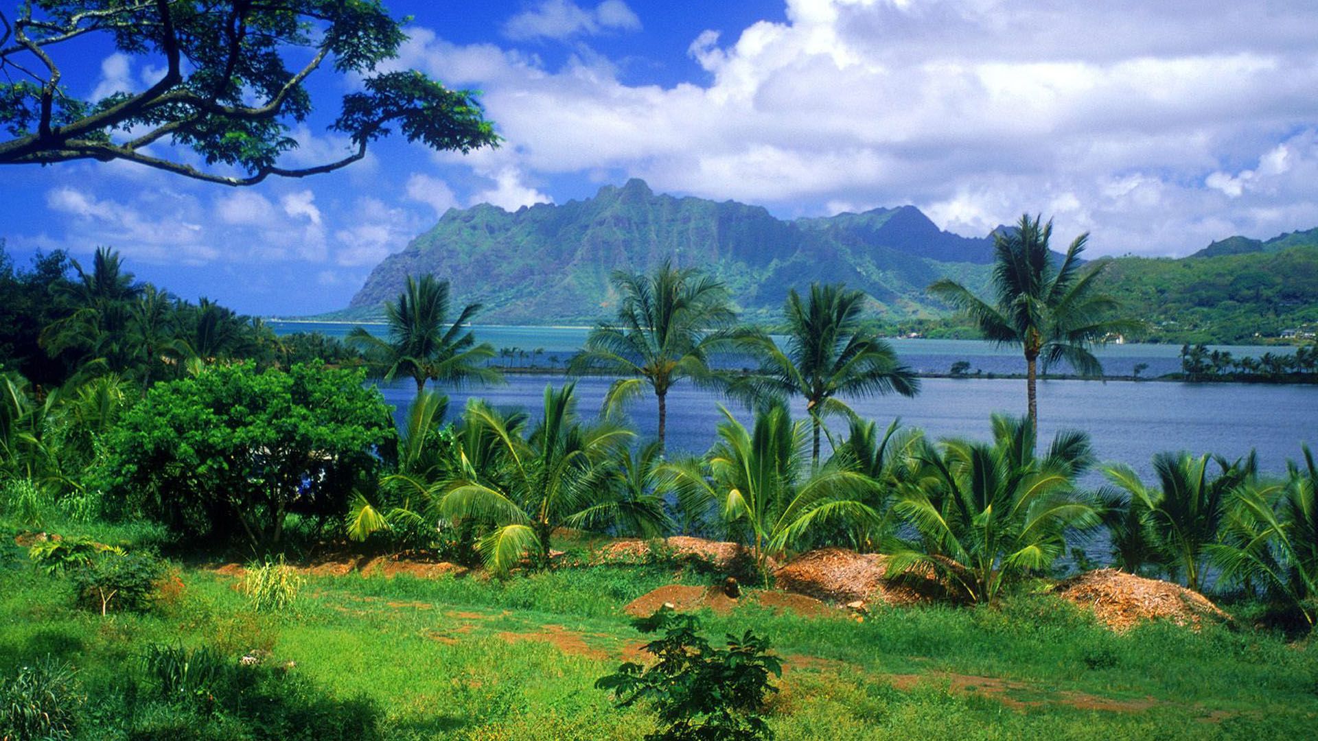 Naturecore Wallpapers - Wallpaper Cave