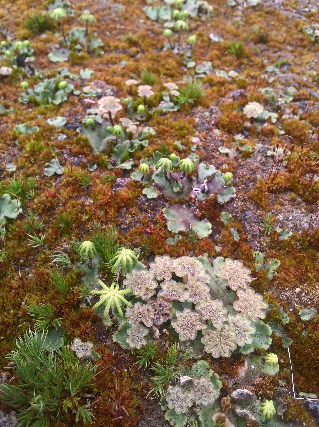 Naturecore Wallpapers - Wallpaper Cave