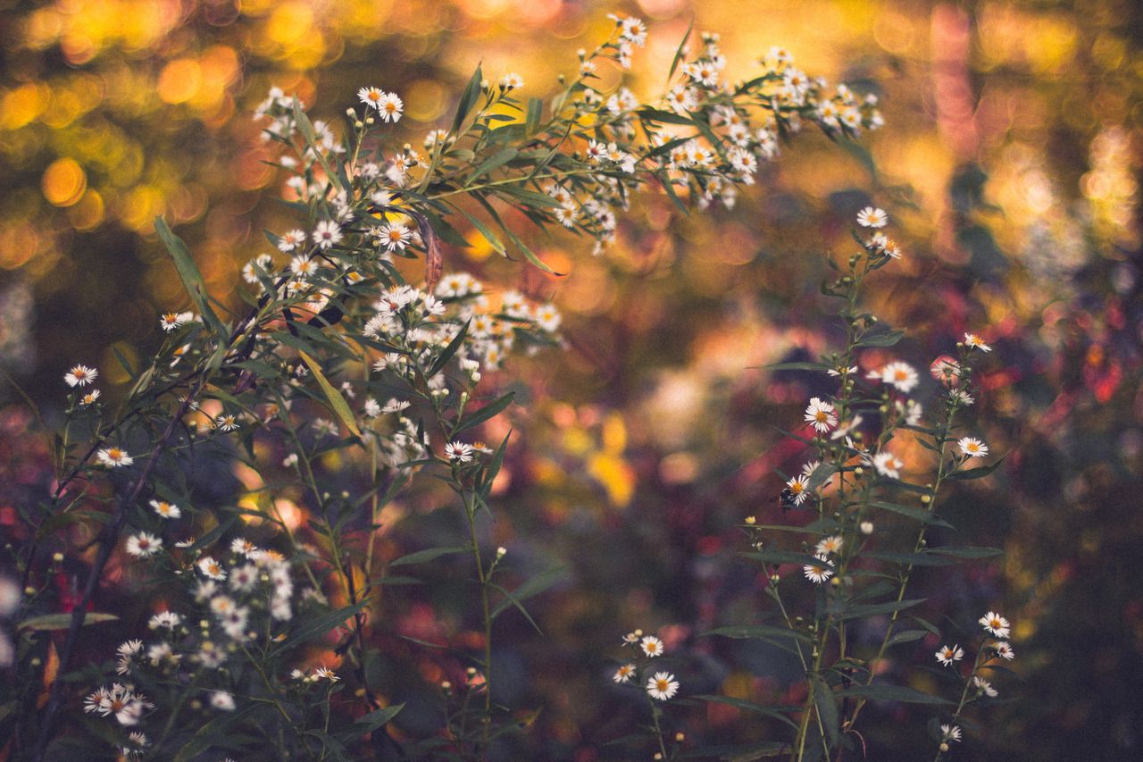 Naturecore Wallpapers - Wallpaper Cave