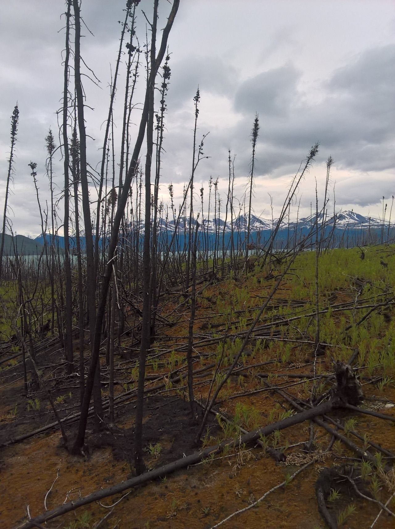 Naturecore Wallpapers - Wallpaper Cave