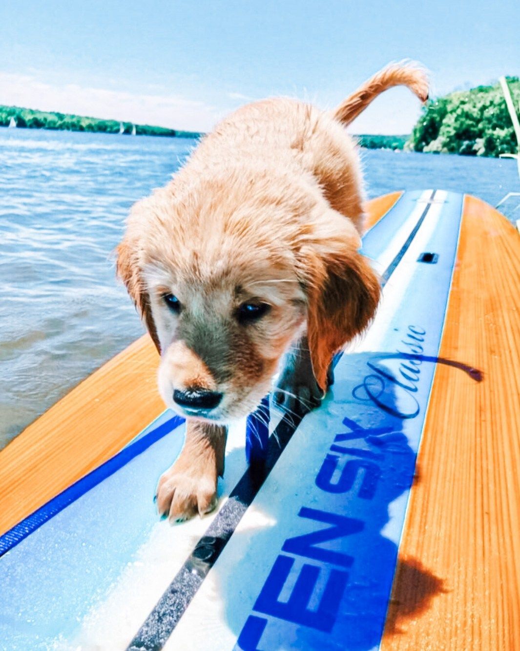 Cute Summer Puppy Wallpapers - Wallpaper Cave