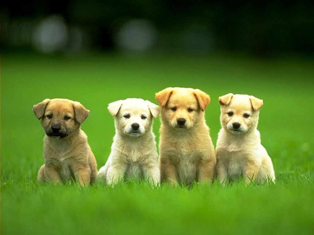 Cute Summer Puppy Wallpapers - Wallpaper Cave