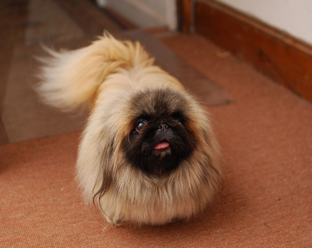 Pekingese Wallpapers - Wallpaper Cave