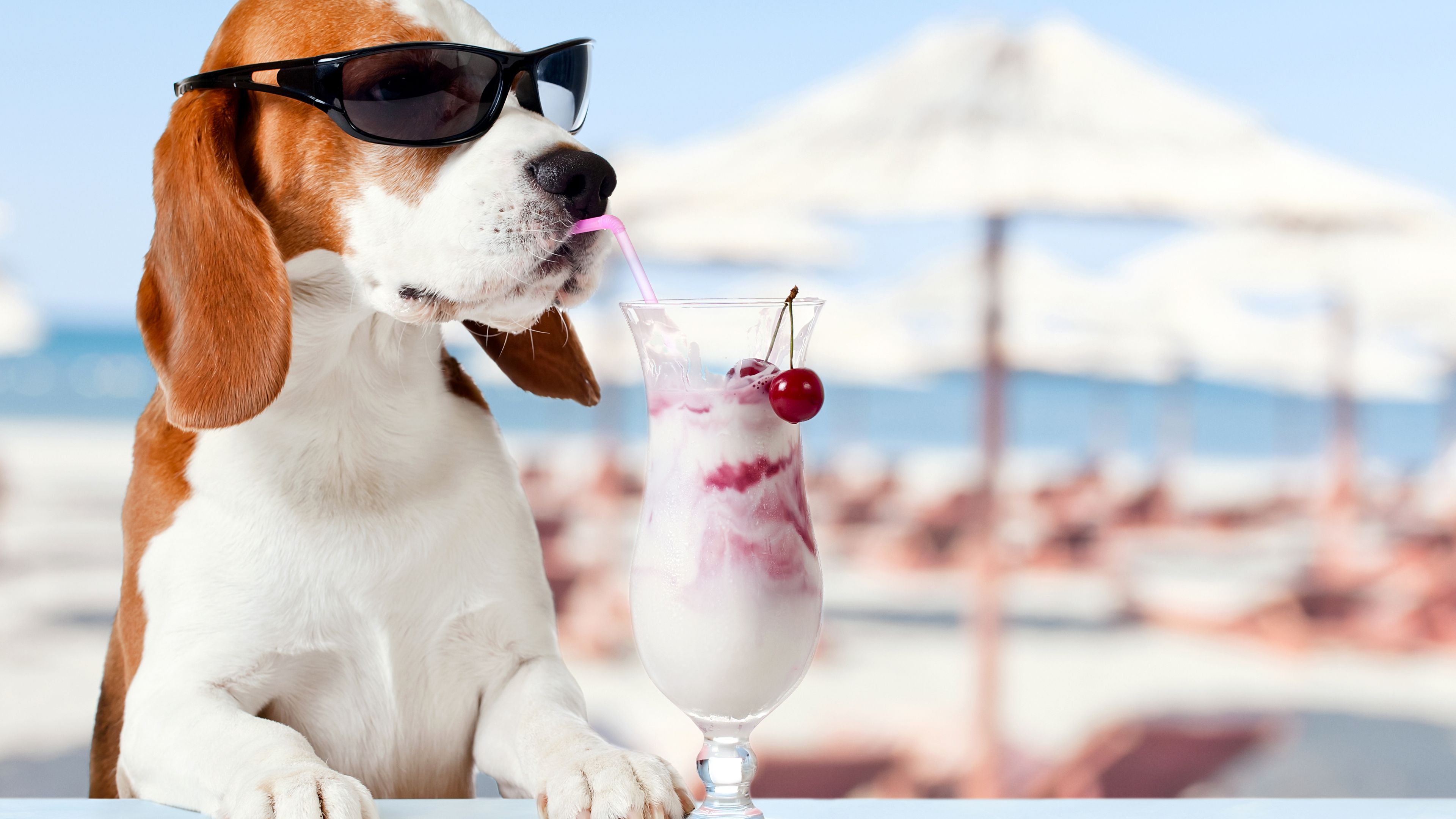 Summer Beagles Wallpapers - Wallpaper Cave