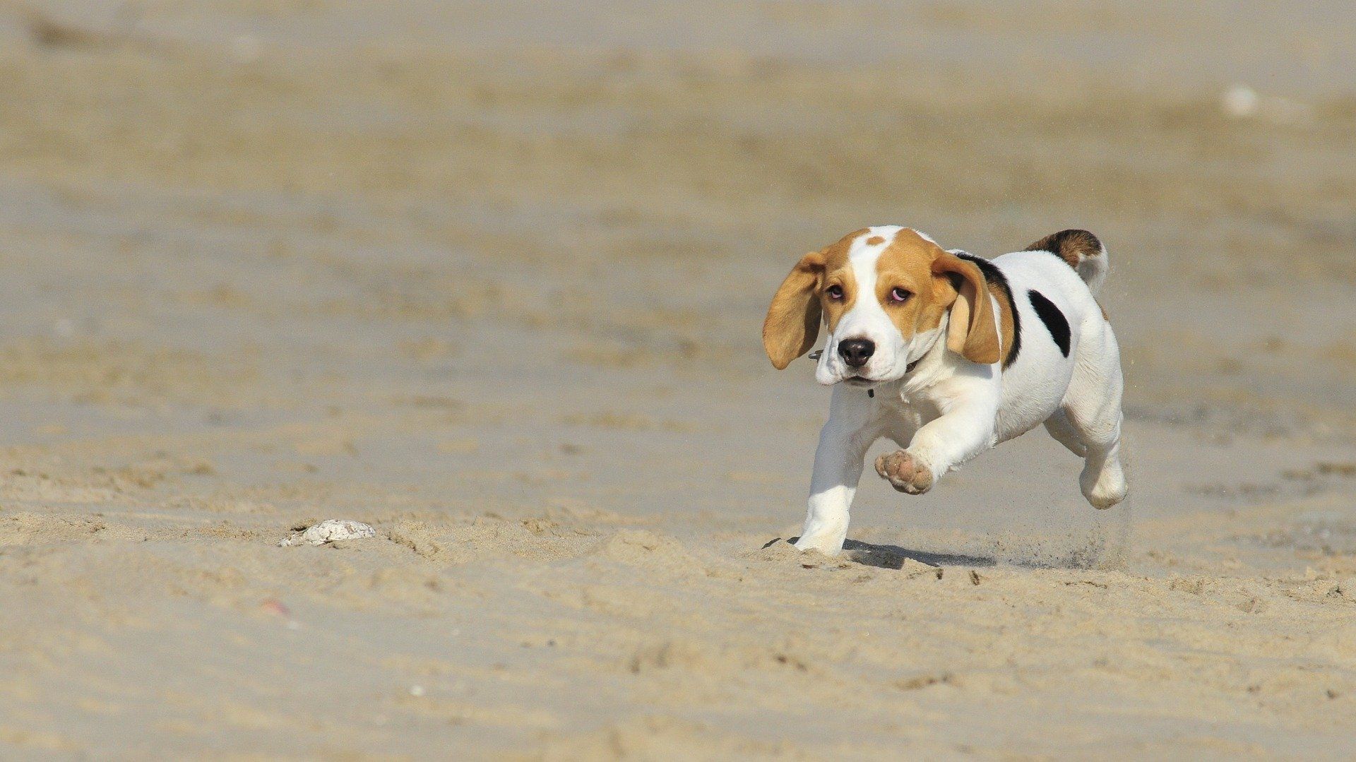 Summer Beagles Wallpapers - Wallpaper Cave