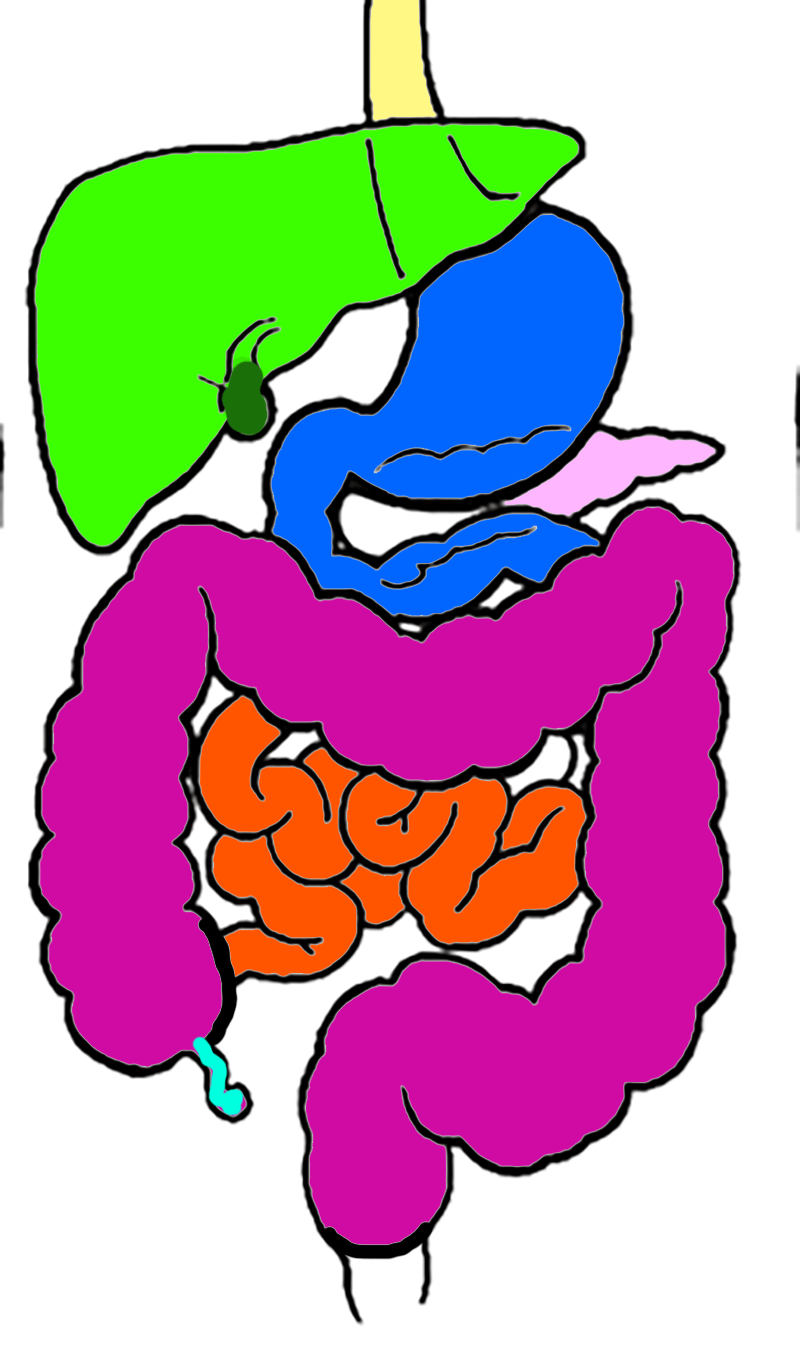 Digestive System Wallpapers - Wallpaper Cave