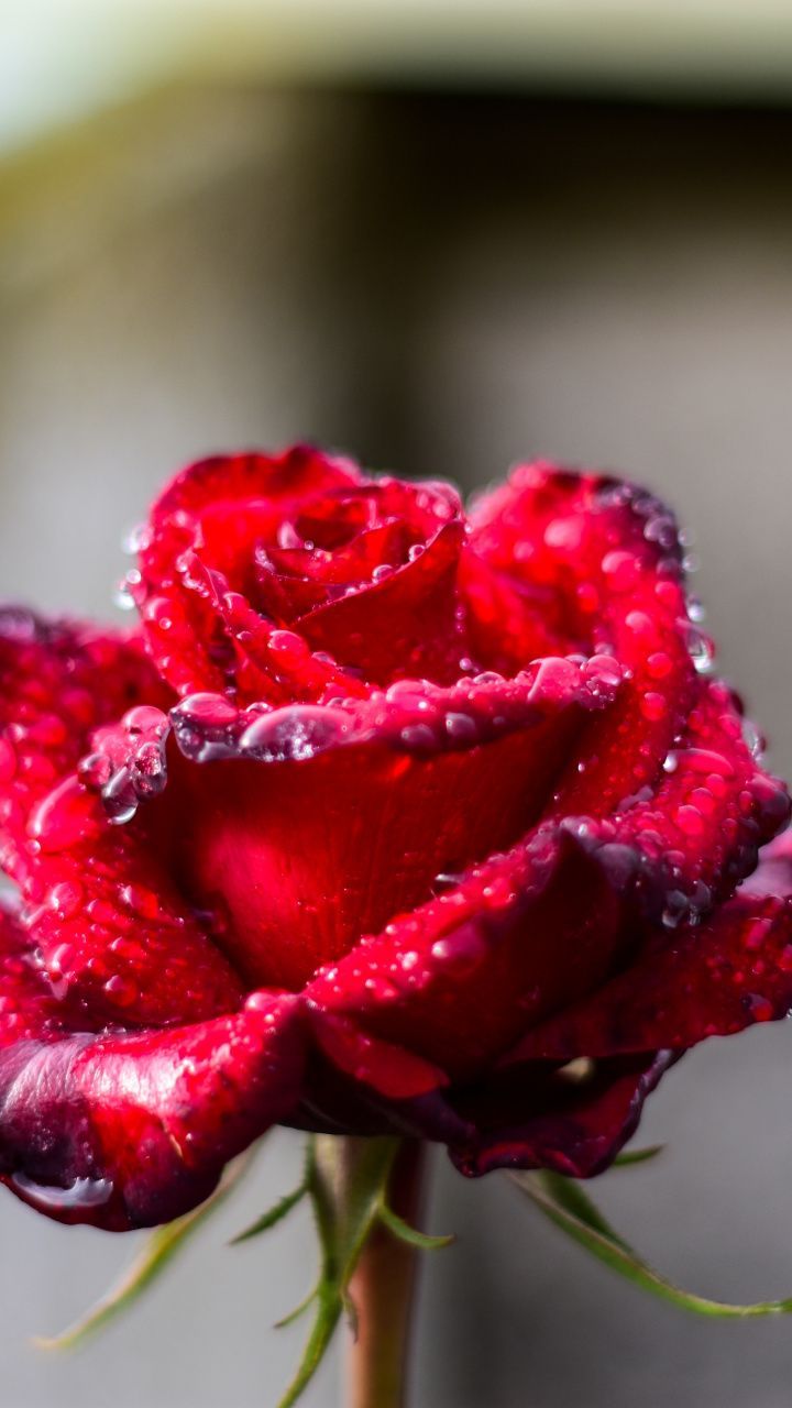 Roses Mobile 4k Wallpapers - Wallpaper Cave