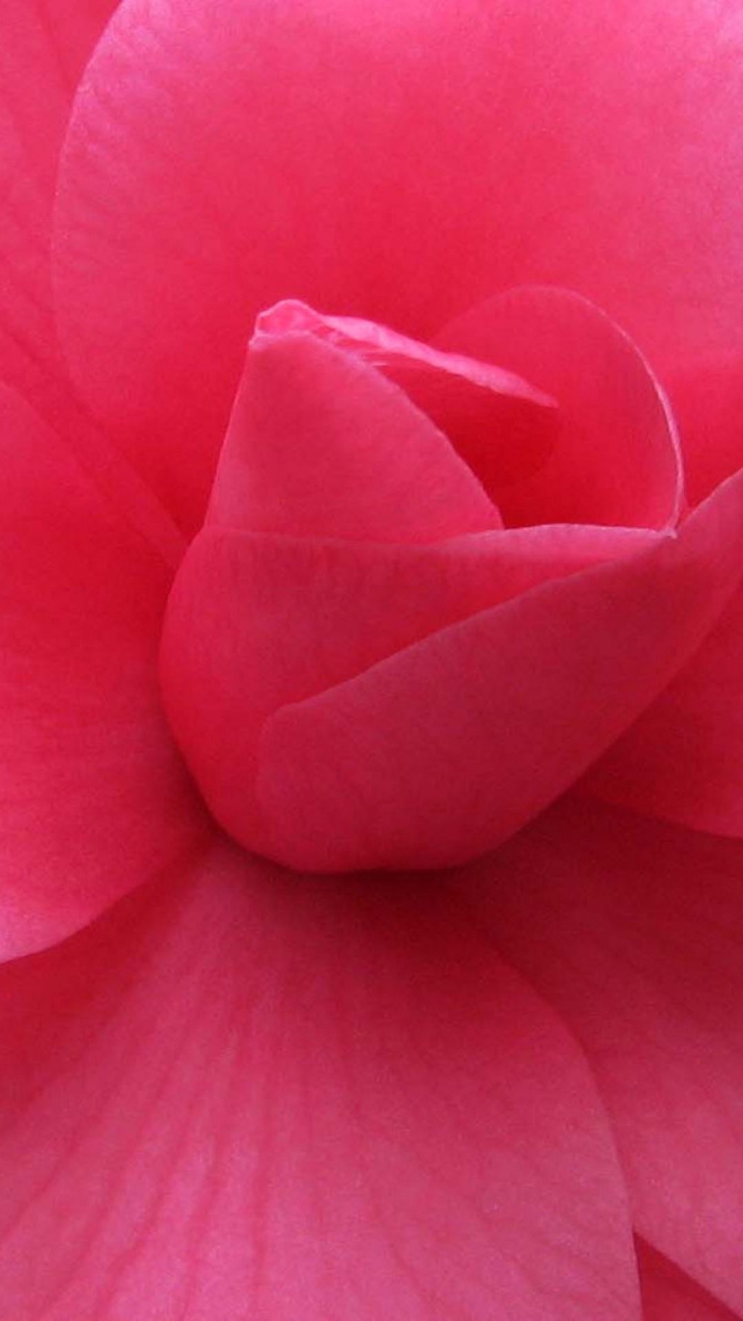 Roses Mobile 4k Wallpapers - Wallpaper Cave