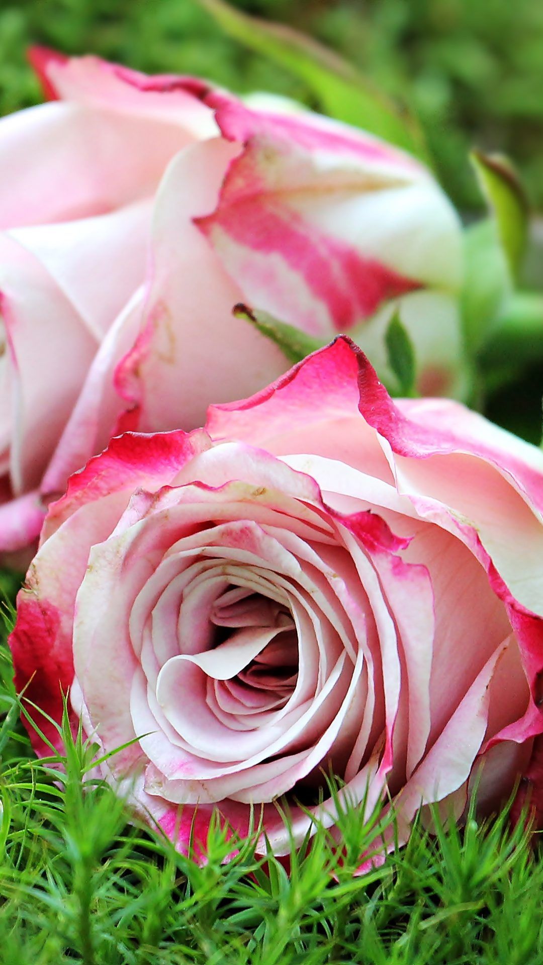 Roses Mobile 4k Wallpapers - Wallpaper Cave