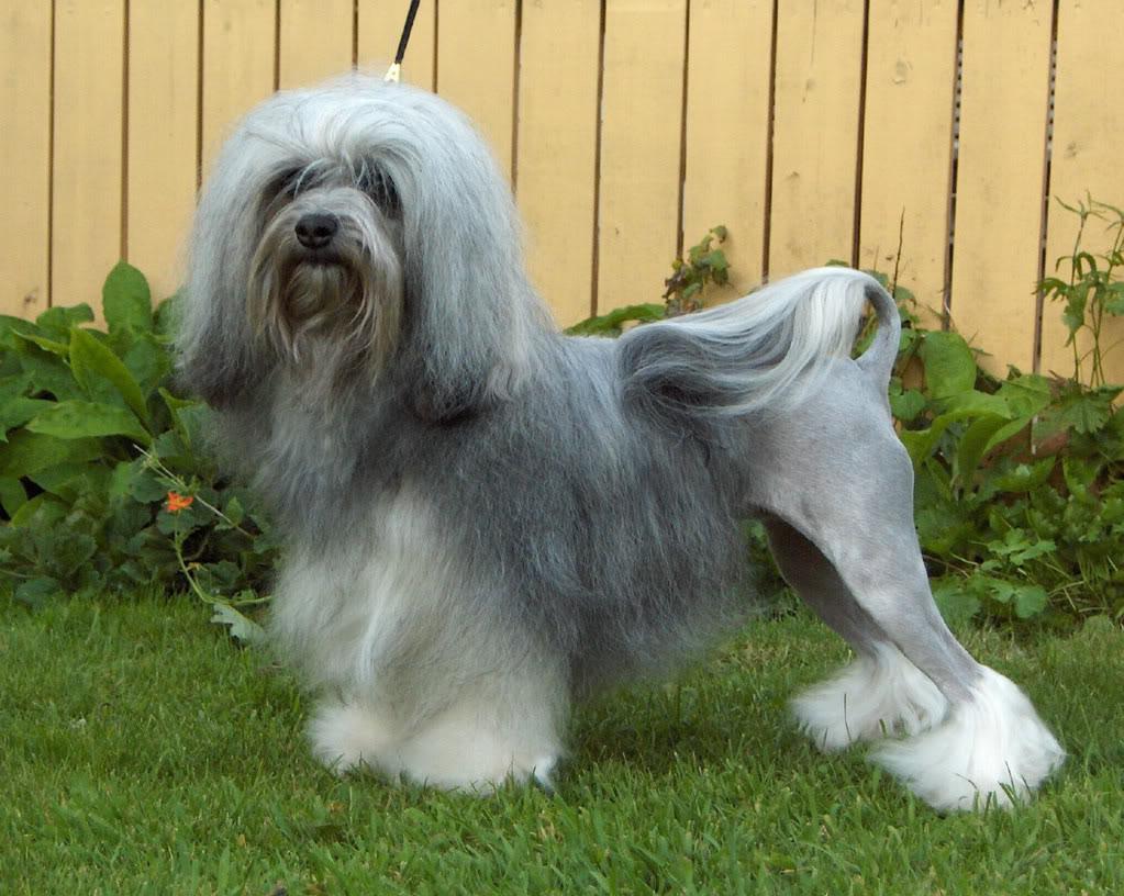 Lowchen Wallpapers - Wallpaper Cave