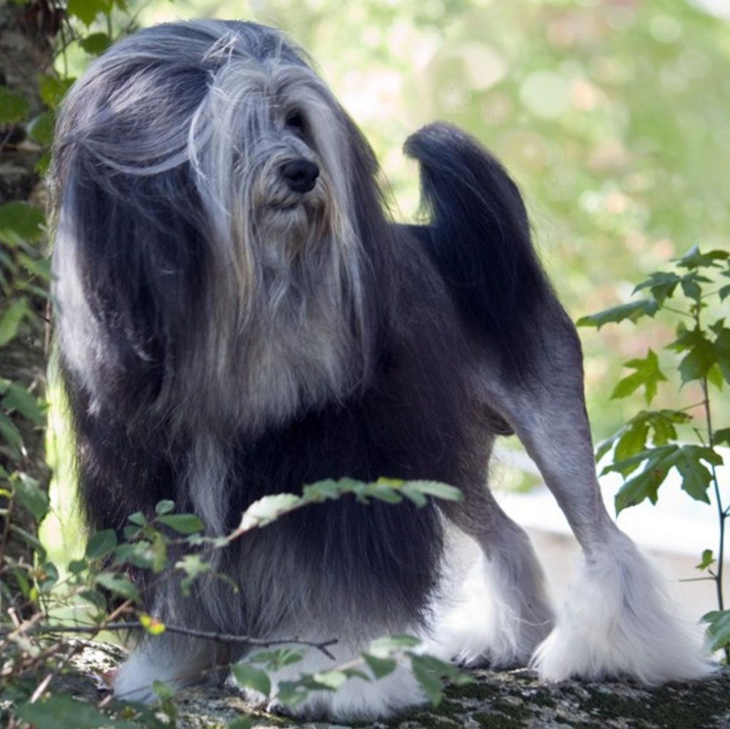 Lowchen Wallpapers - Wallpaper Cave