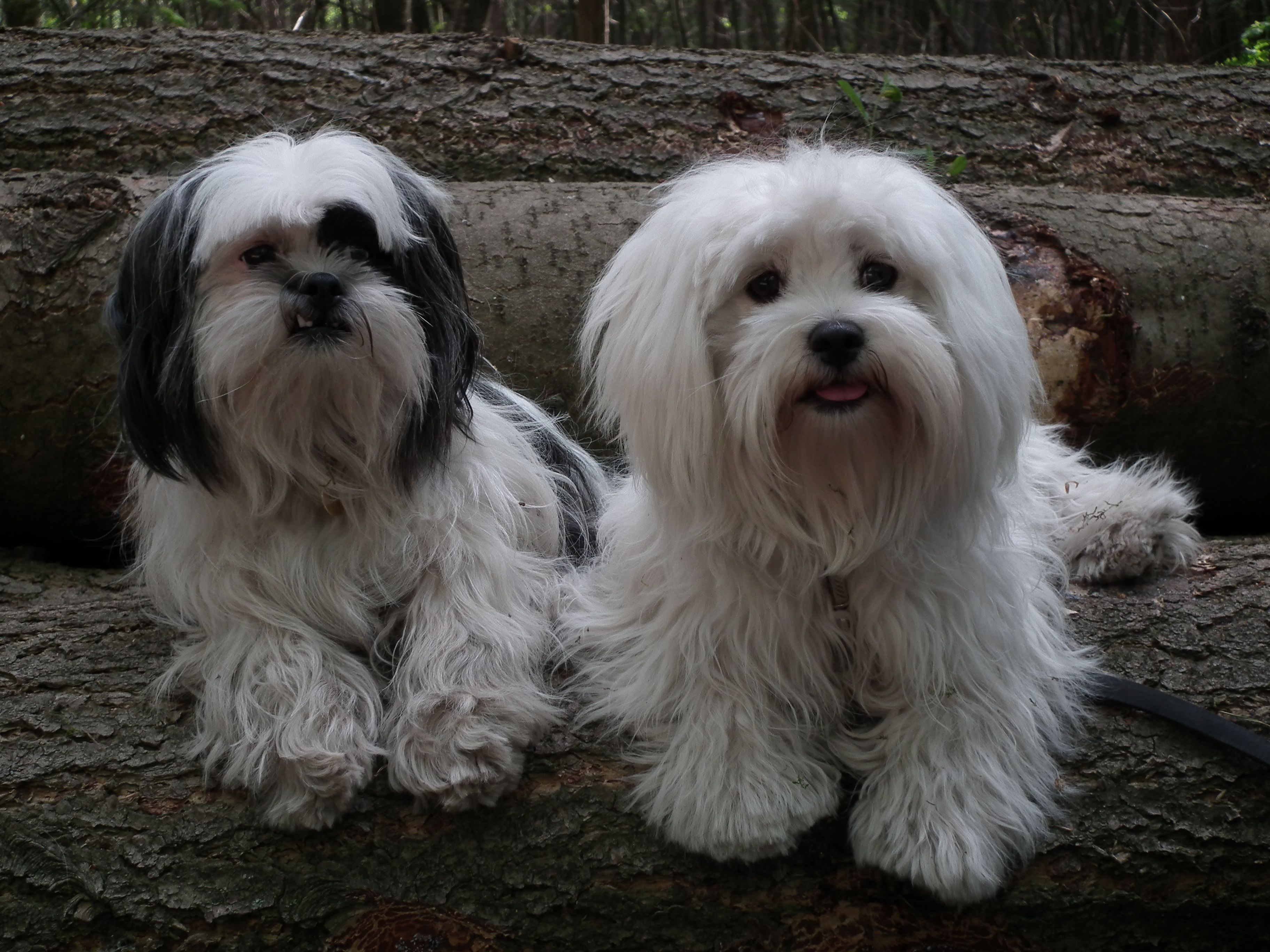 Lowchen Wallpapers - Wallpaper Cave