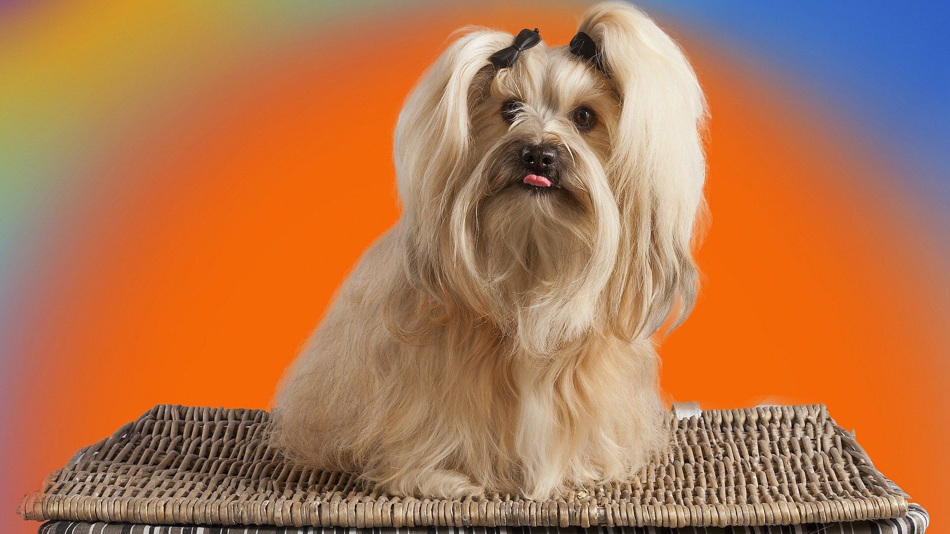 Lowchen Wallpapers - Wallpaper Cave