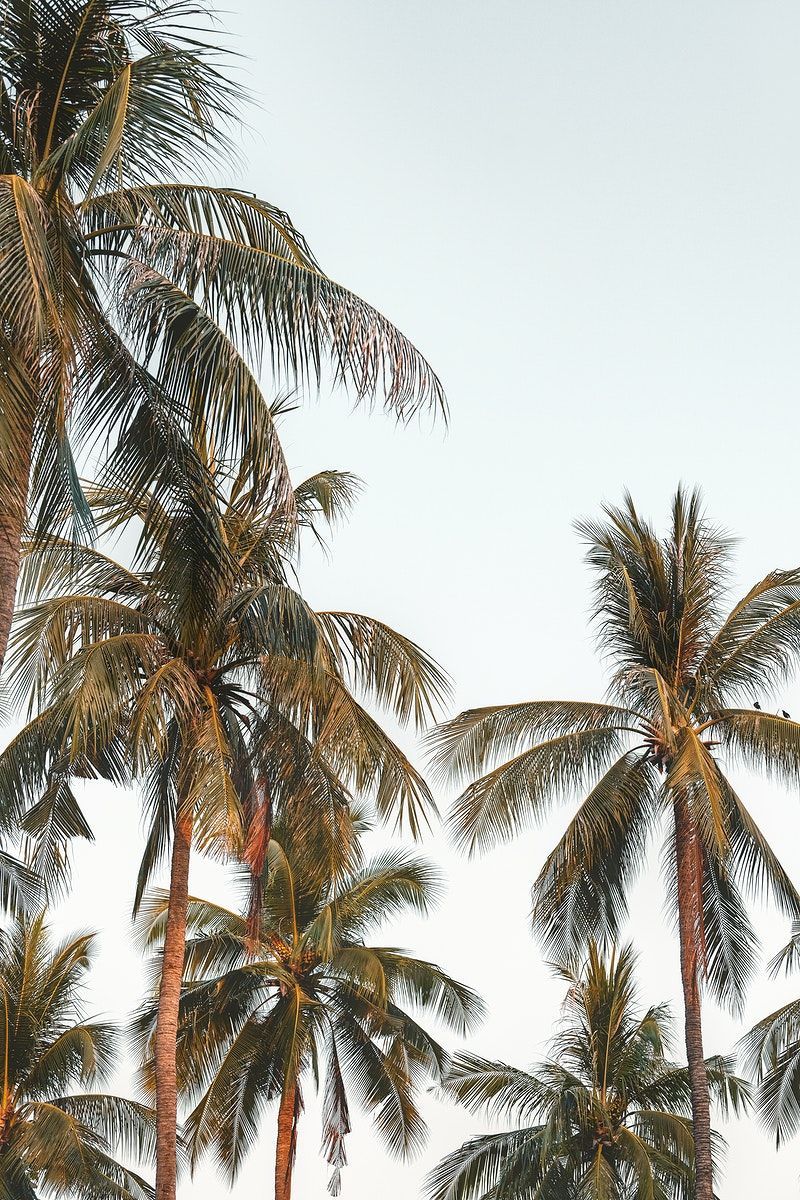 Summer Coconut Tree Wallpapers - Wallpaper Cave